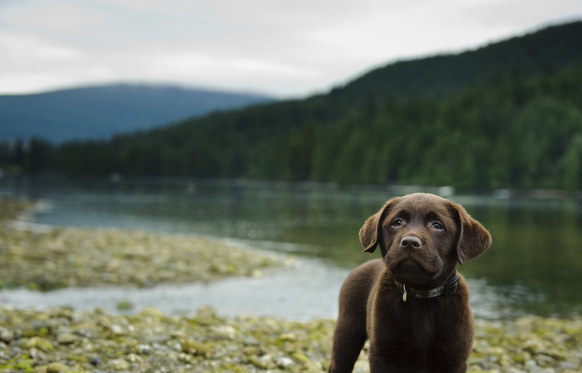 5 Reasons Why Labs Are the Most Lovable Dog Breed on the Planet – Lab ...